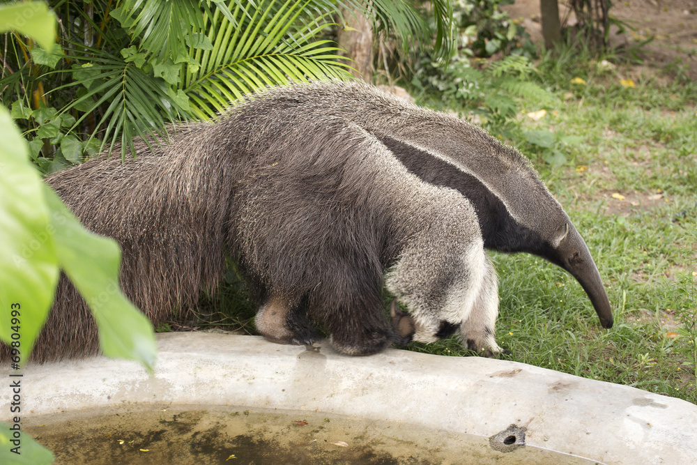 giant ant eater Stock Photo | Adobe Stock