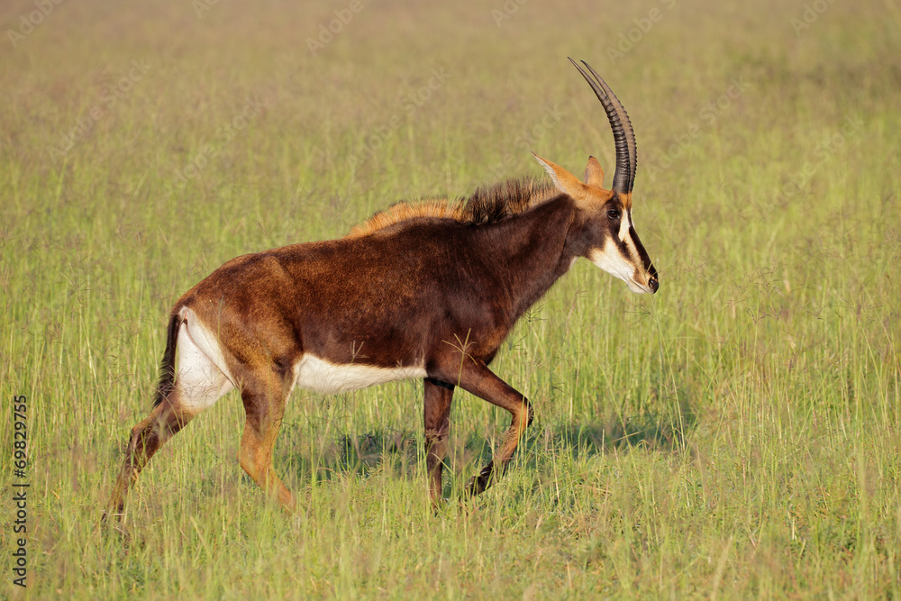 Sable Antelope