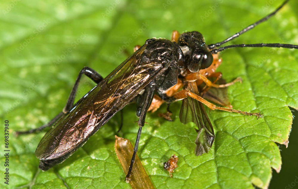 Order Hymenoptera