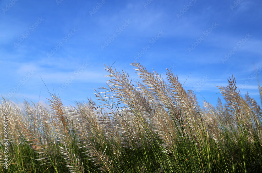 Kans grass locally known as the Kash flower in Bangladesh Stock Photo ...