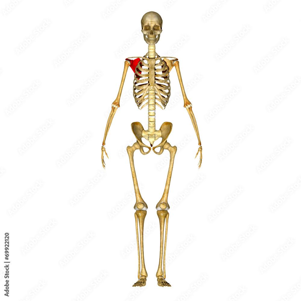 Scapula Stock Illustration | Adobe Stock