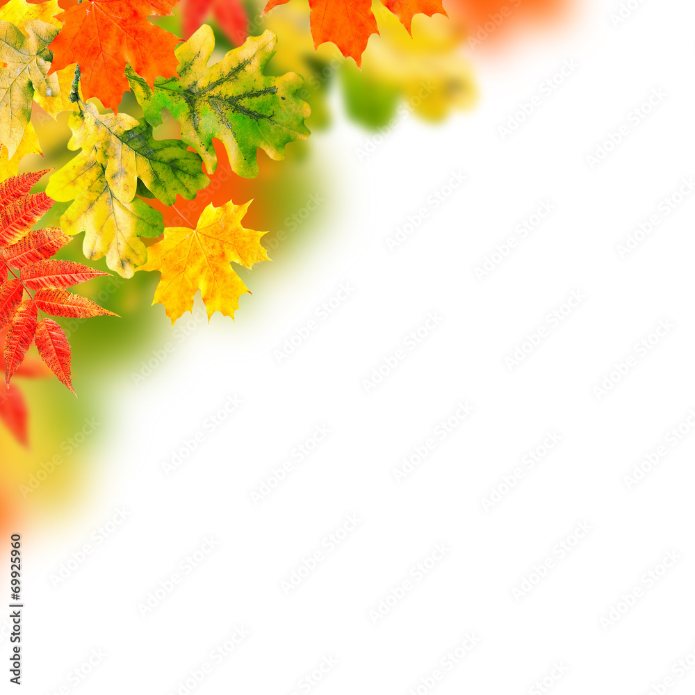 Autumn leaves on a white background Stock Photo | Adobe Stock