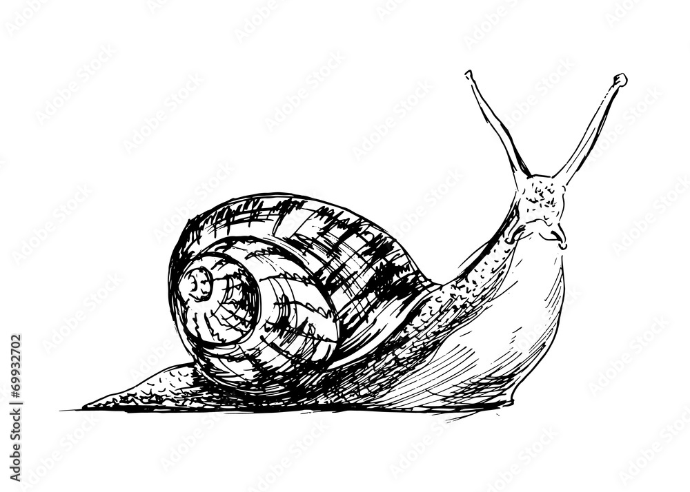 Hand drawing a snail. Vector illustration Stock Vector | Adobe Stock