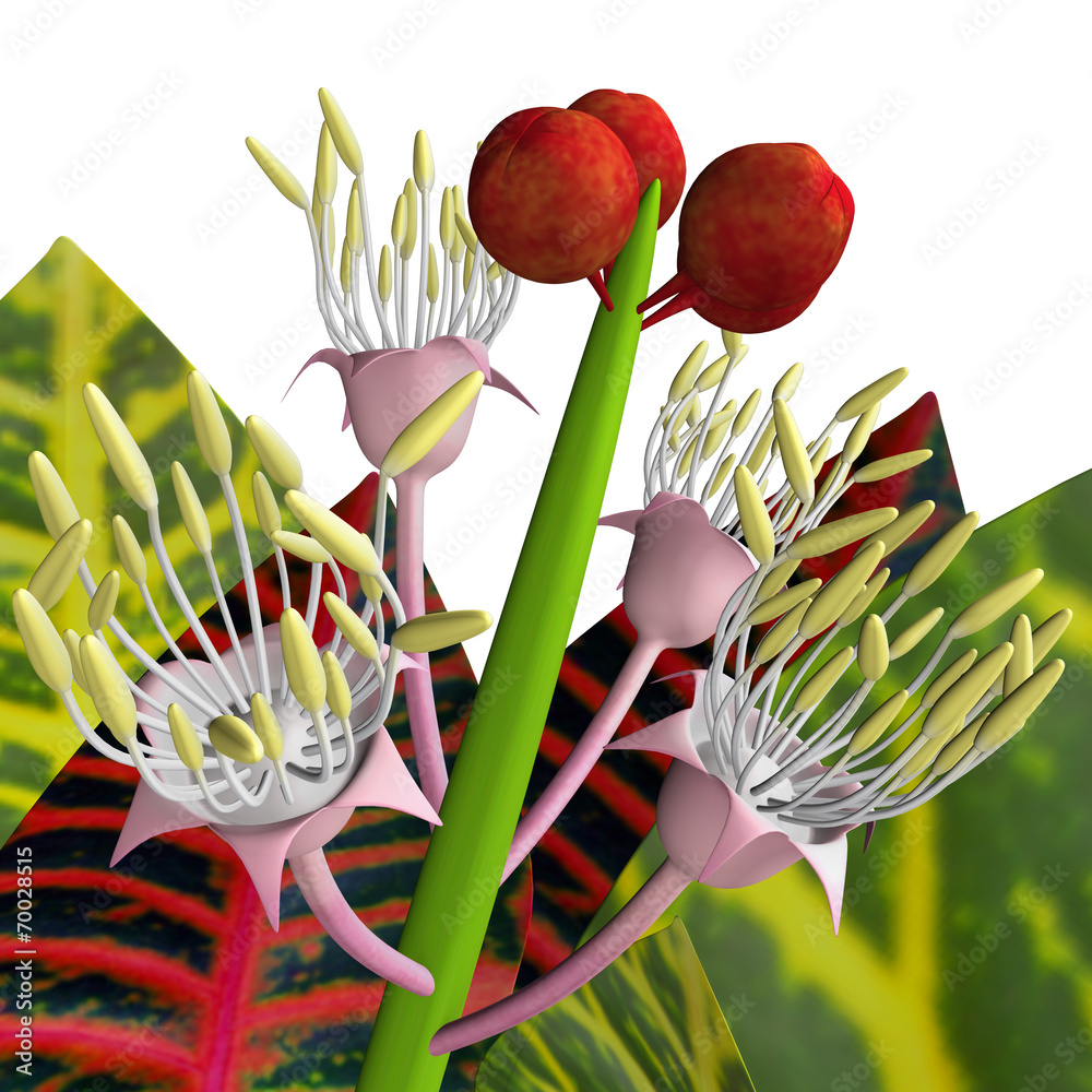 Croton Stock Illustration | Adobe Stock