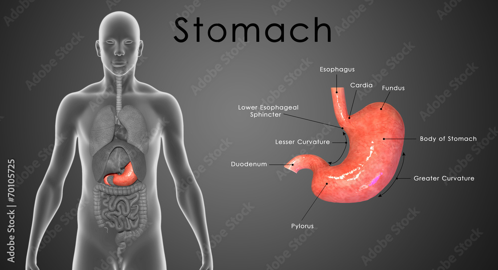 Stomach labelled Stock Illustration | Adobe Stock