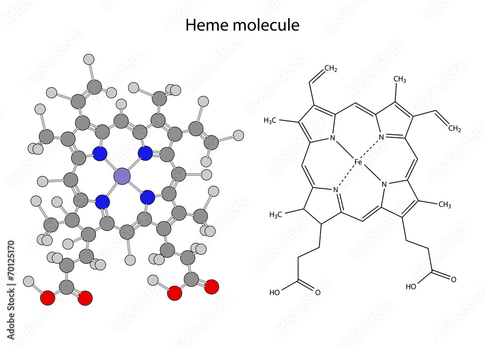Structural chemical formula of heme molecule Stock Vector | Adobe Stock