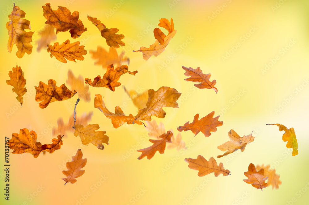 Autumn oak leaves falling down on natural background. foto de Stock | Adobe Stock