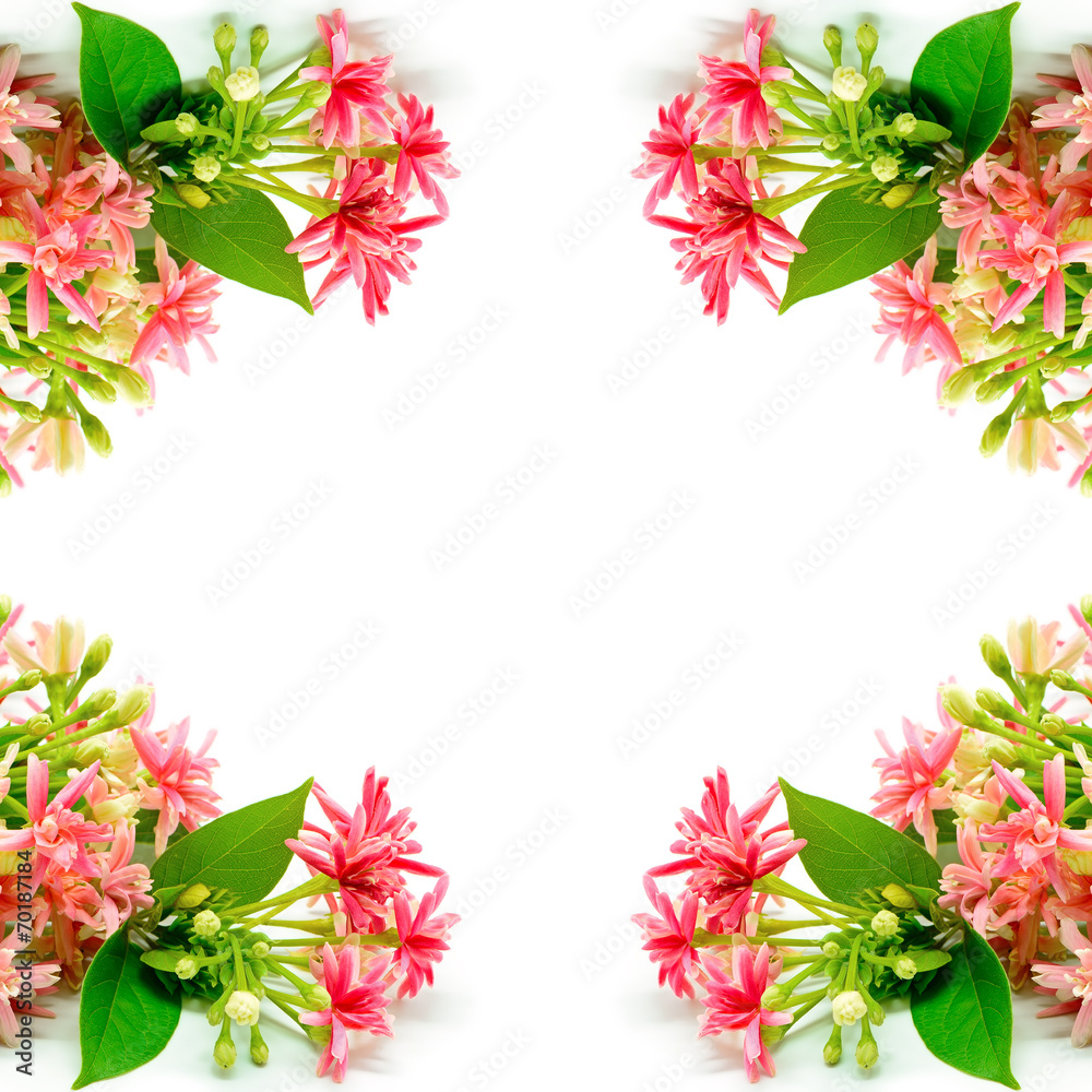 Rangoon Creeper Stock Photo | Adobe Stock