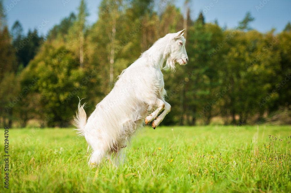 Goat standing up on its hind legs on the pasture Stock Photo | Adobe Stock