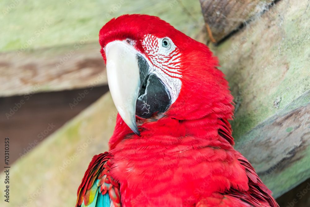 Scarlet Macaw Face Stock Photo | Adobe Stock