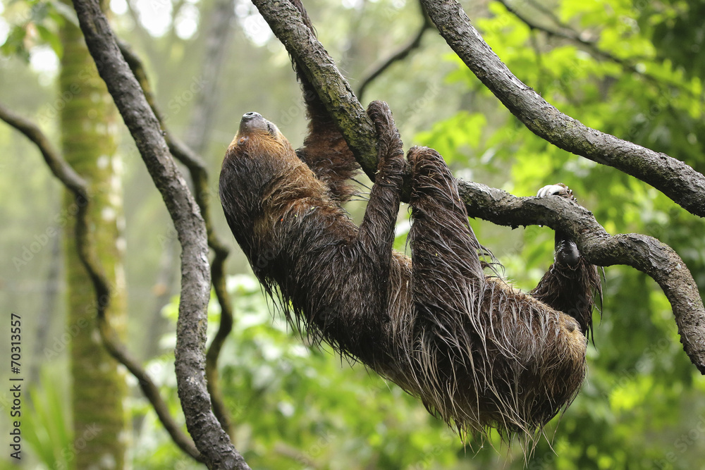 Faultier Stock-Foto | Adobe Stock