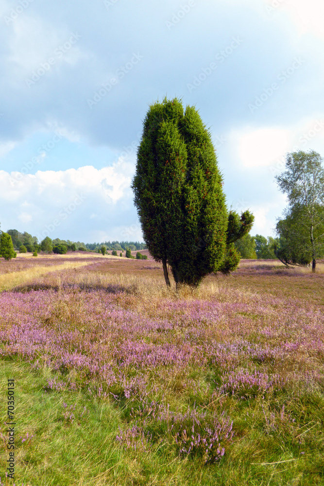 Blühende Heidelandschaft Stock Foto Adobe Stock