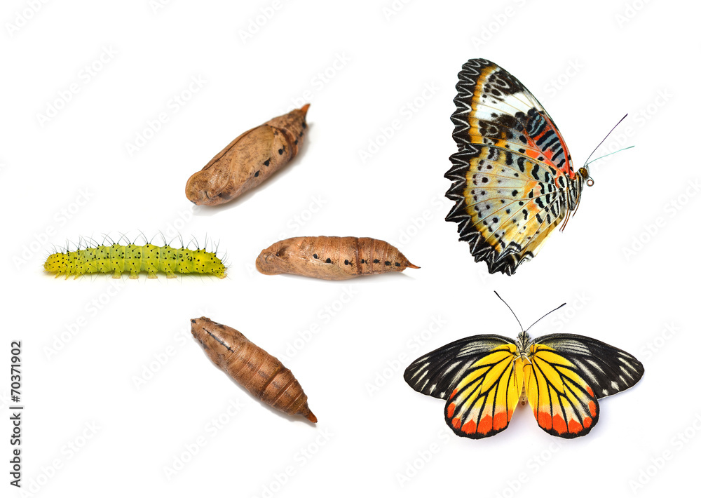 Monarch butterfly emerging from chrysalis, eight stages. Isolate Stock ...