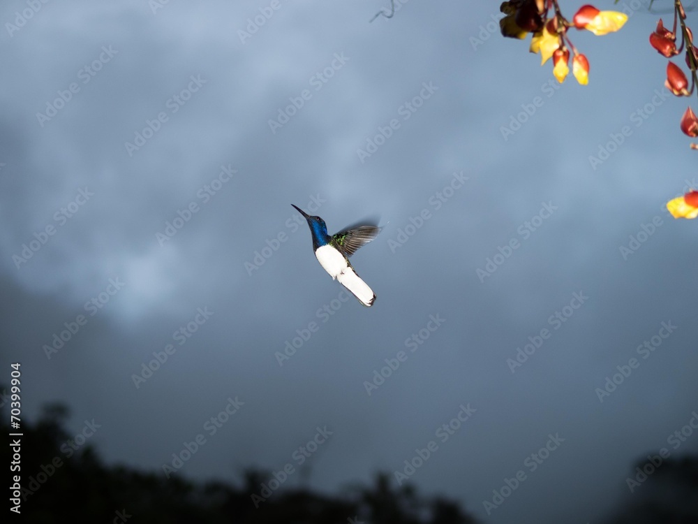 colibri mindo ecuador Stock Photo | Adobe Stock