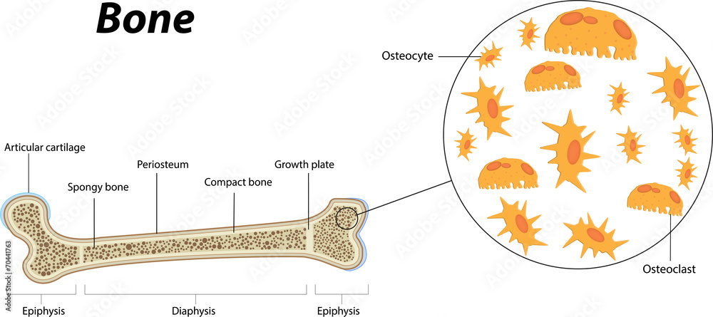 Bone Anatomy and Biology Stock Illustration | Adobe Stock