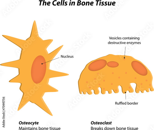 Bone Cell Drawing