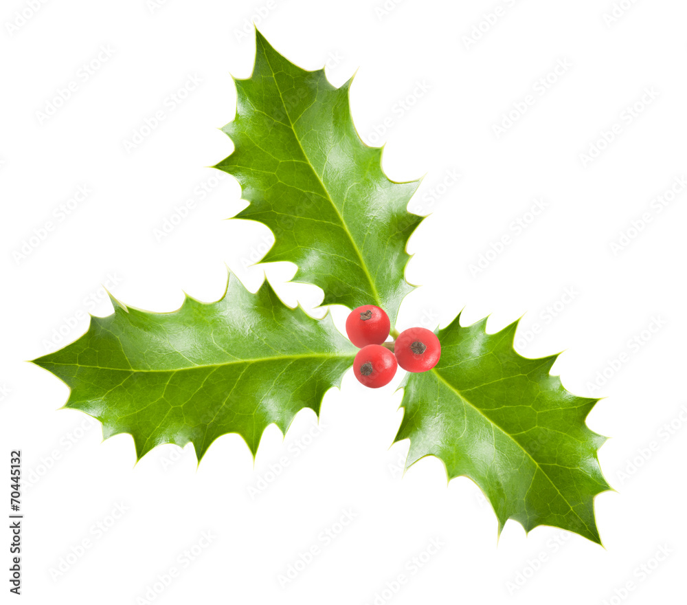 holly branch with berries Stock Photo | Adobe Stock