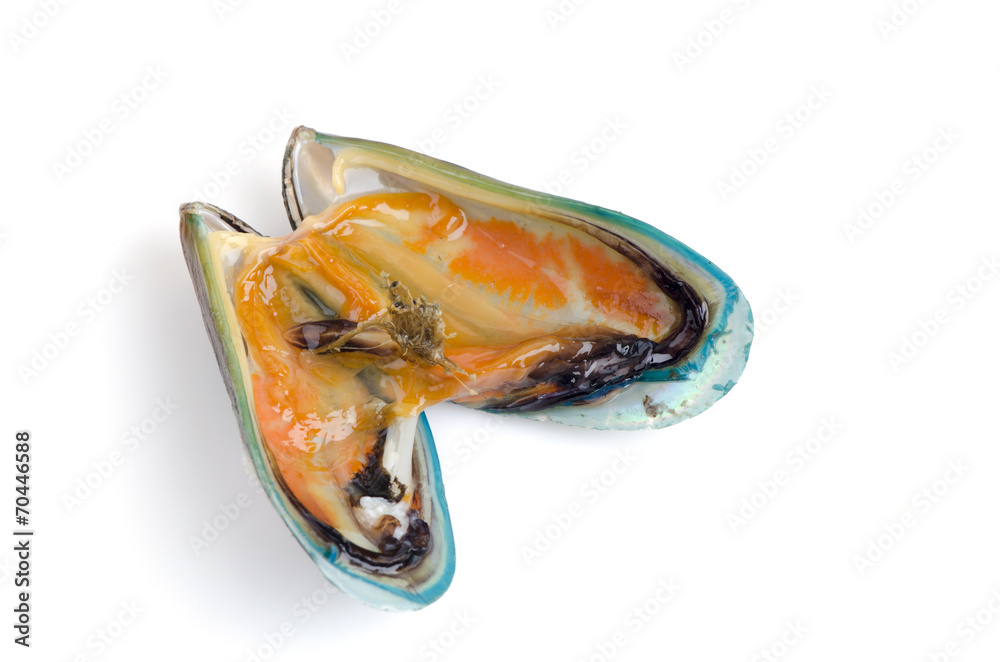 Asian green mussel Stock Photo | Adobe Stock