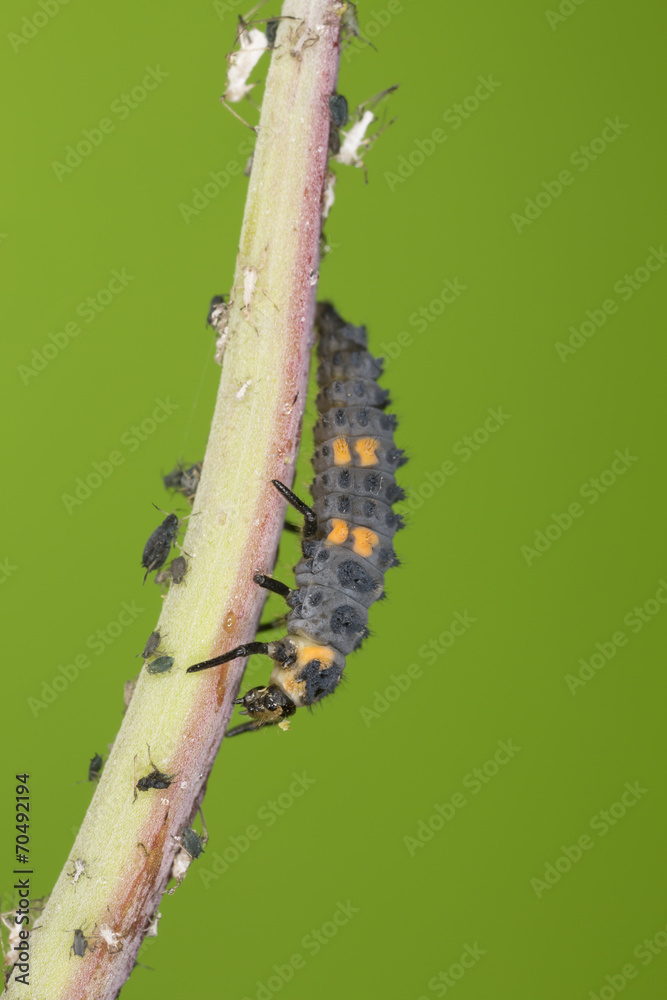 Ladybug larva, Coccinella septempunctata predator on aphids Stock Photo ...