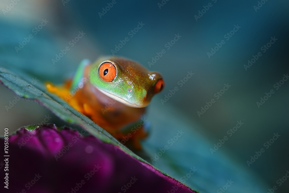 red-eye tree frog Agalychnis callidryas in terrarium Stock Photo ...