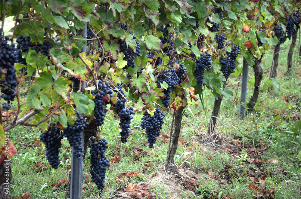 Foto Stock Filare di uva croatina | Adobe Stock
