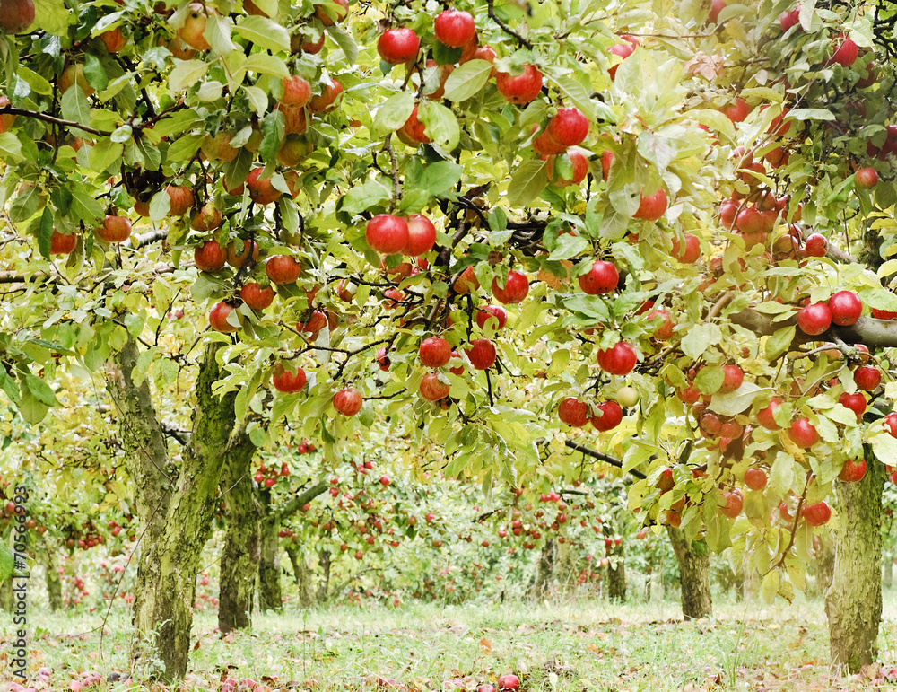 Old Apple Tree Orchard