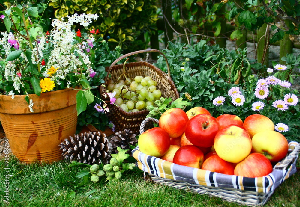 récolte de raisins et pommes rouge au jardin en automne Stock-Foto ...