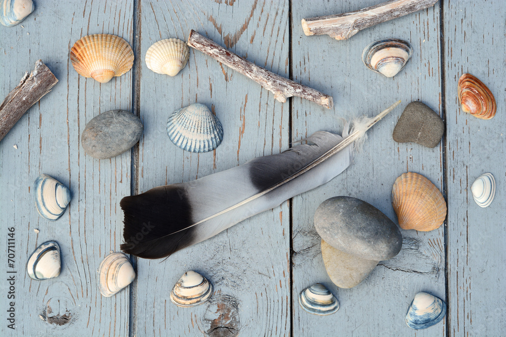 Schelpen en veer op oud geverfd hout Stock Photo | Adobe Stock