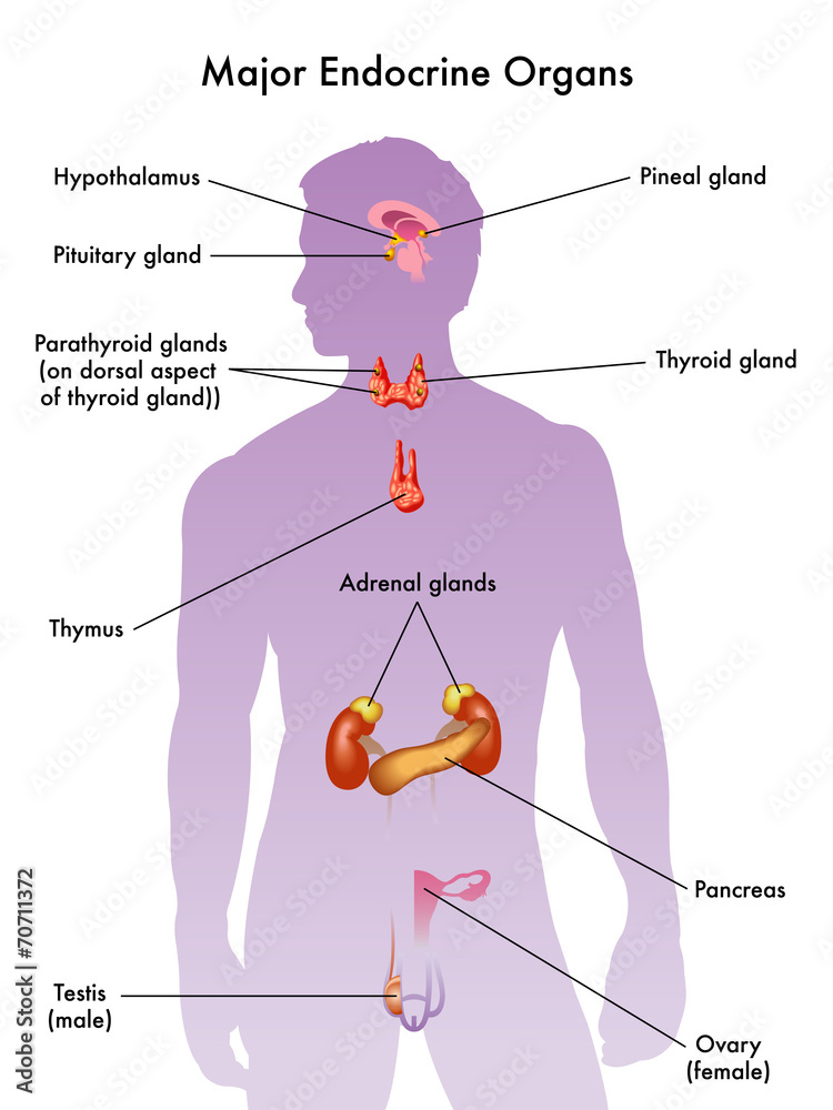 Sistema endocrino | uDocz - serwer2311392.home.pl