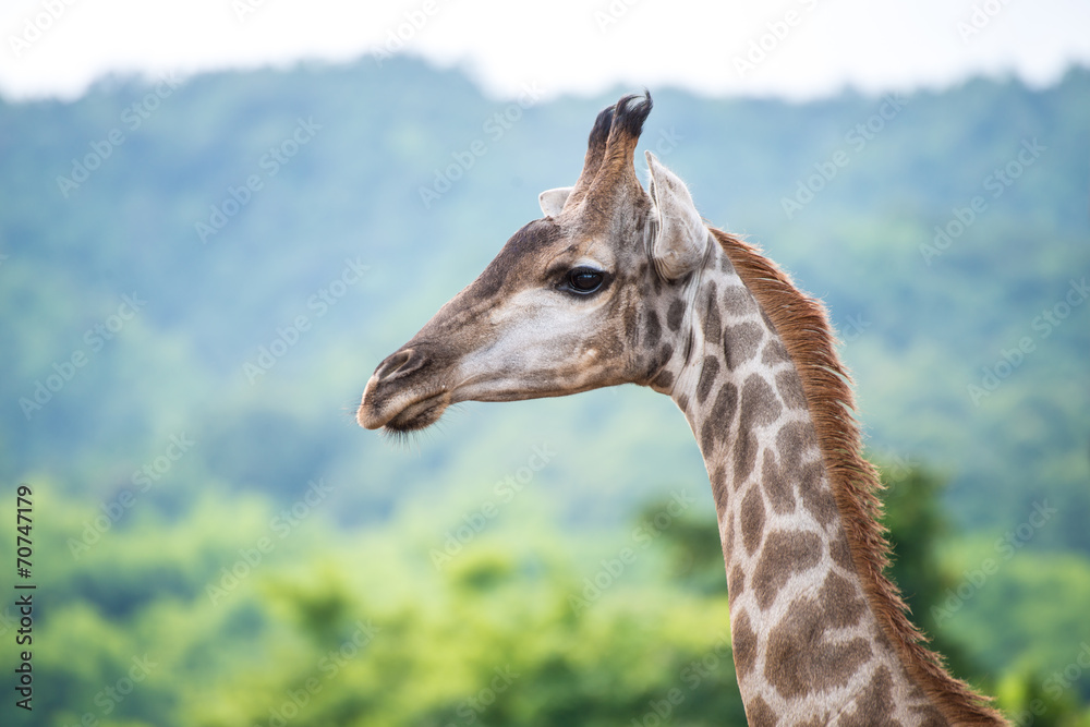 Giraffe the tallest animal. The giraffe (Giraffa) is a genus of African ...