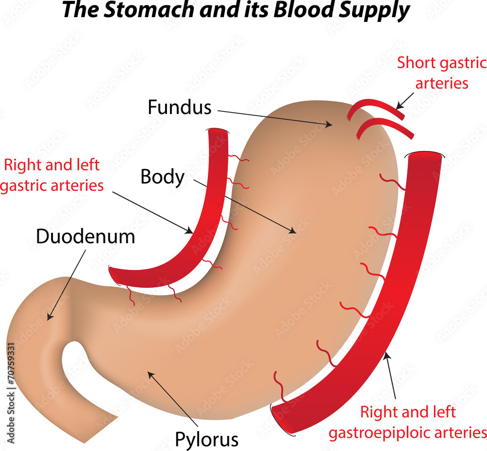 The Stomach and its Blood Supply Labeled Diagram Stock Illustration ...