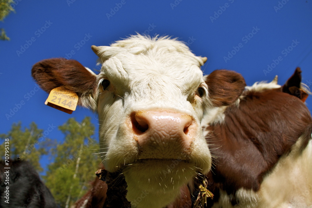Vitellino curioso Stock Photo | Adobe Stock
