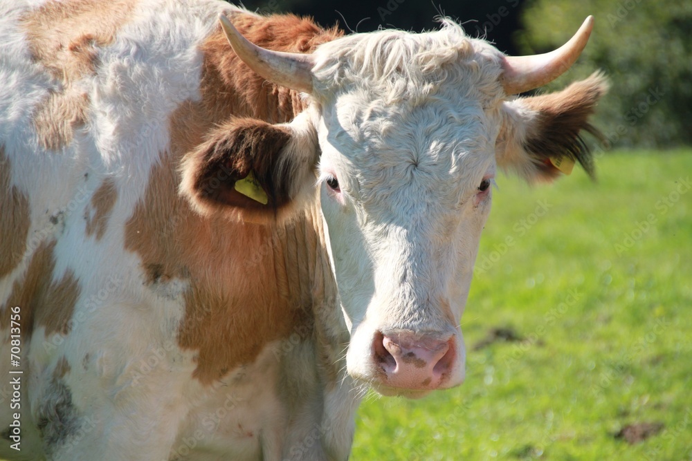 Bayerische Milchkuh auf der Weide - Portrait Stock-Foto | Adobe Stock