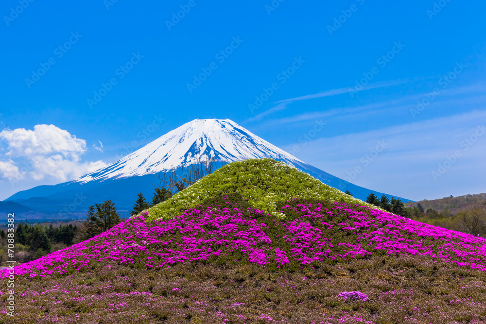 Monument of moss phlox flowers Mt. Fuji and Mount Fuji Stock Photo ...