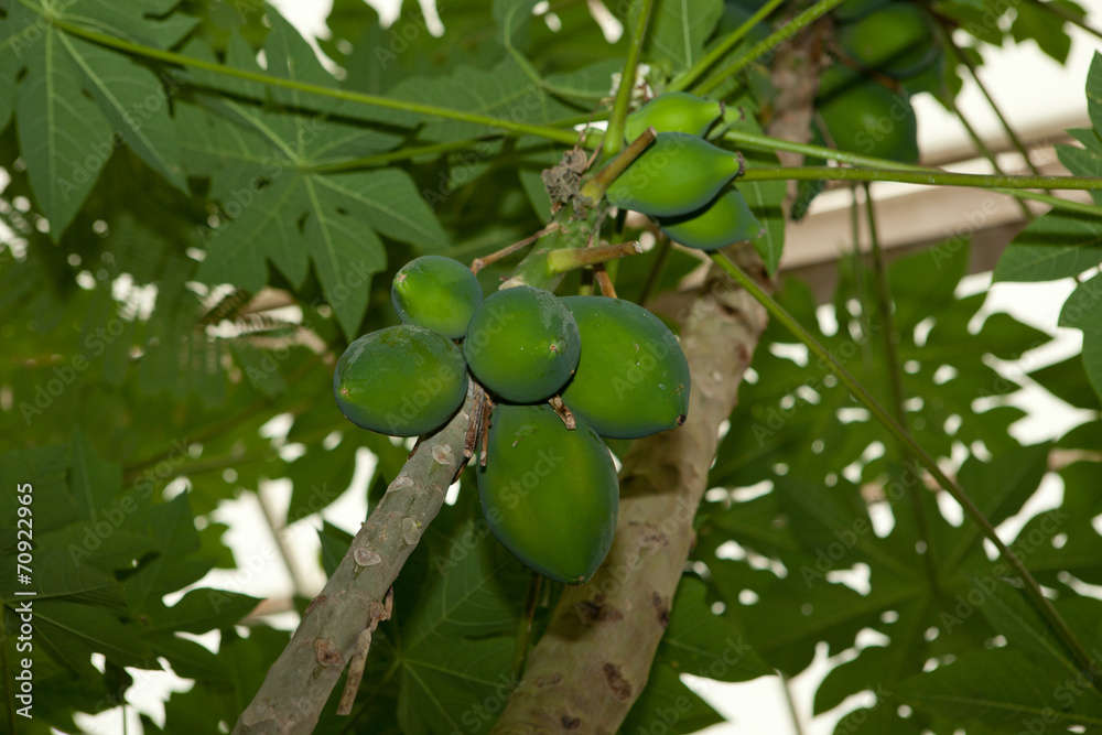papaya tree Stock Photo | Adobe Stock