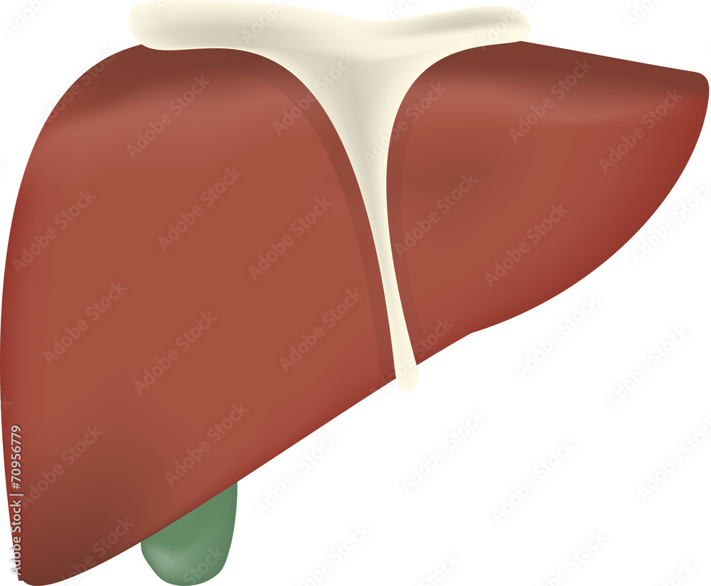 Triangular Ligament