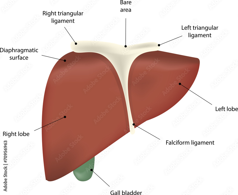 Liver Anatomy Labeled Diagram ilustração do Stock | Adobe Stock