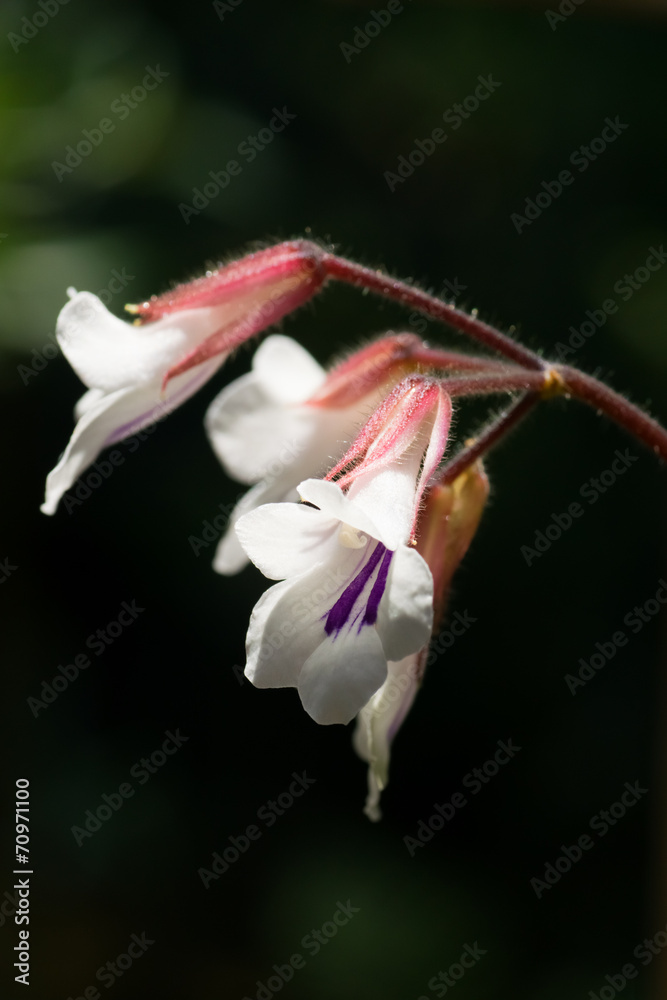 Chirita tamiana, Gesneriaceae, tropical Asia Stock Photo | Adobe Stock