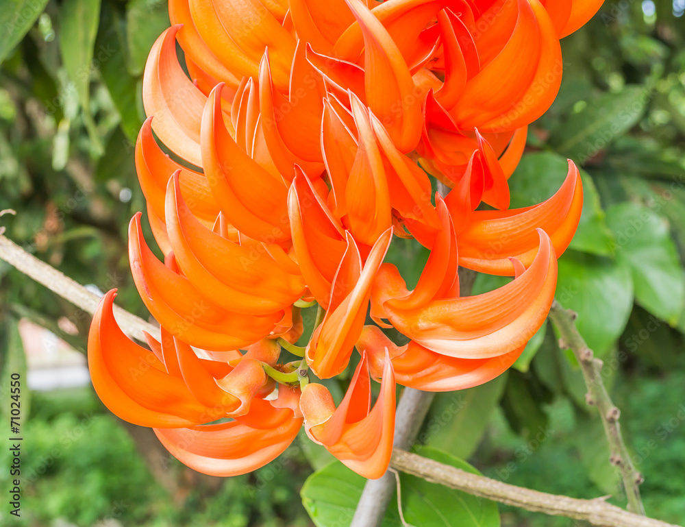 dhak flower Stock Photo | Adobe Stock