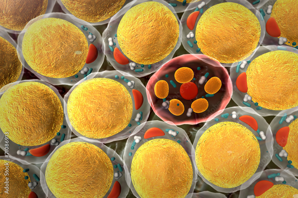 fat cell, cells Stock Illustration | Adobe Stock