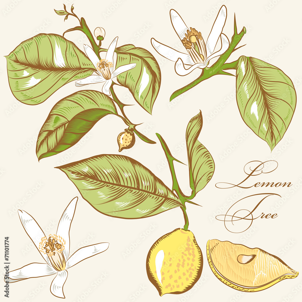 Collection of vector hand drawn lemon tree flowers and lemons Stock ...