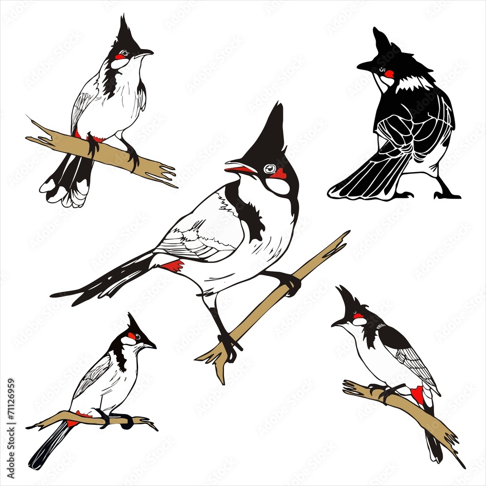 five character of Red-whiskered bulbul birda drawing vector Stock ...