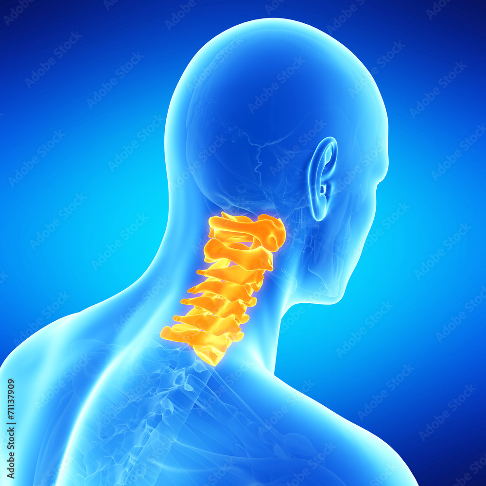 medical illustration of the human cervical spine Stock Illustration ...