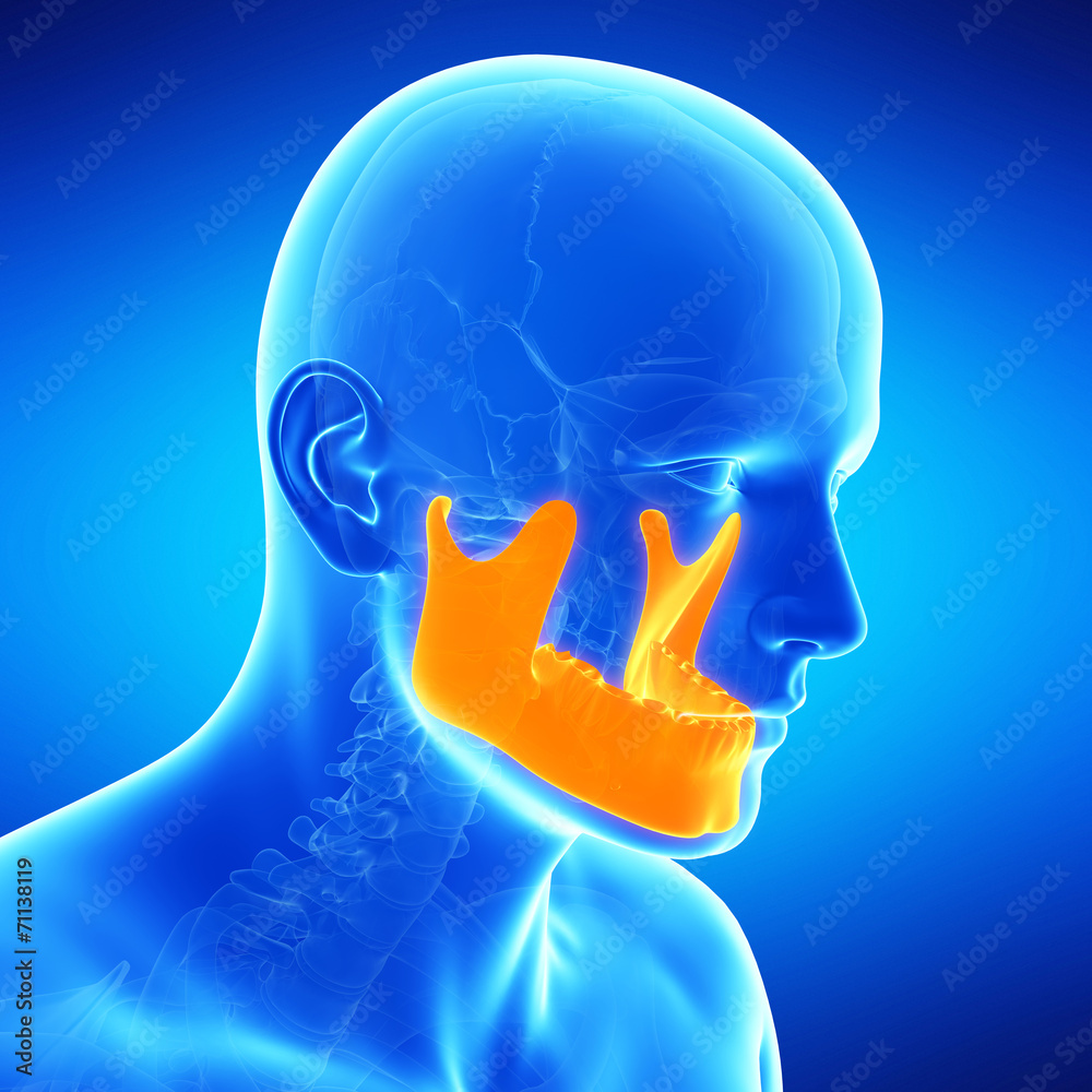 medical illustration of the jaw bone Stock Illustration | Adobe Stock