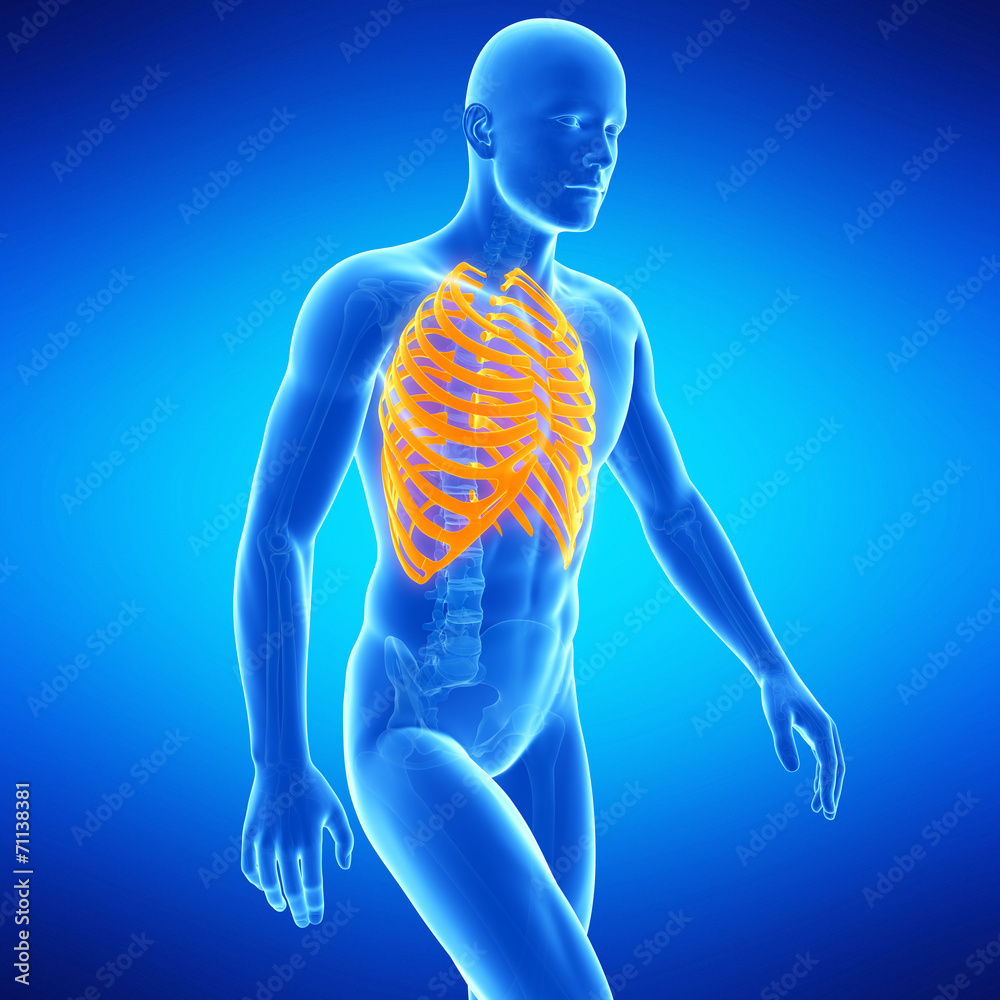 medical illustration of the rib cage Stock Illustration | Adobe Stock