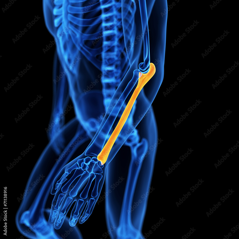 medical illustration of the ulna bone Stock Illustration | Adobe Stock