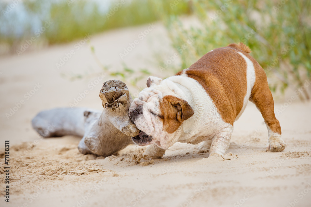 english bulldog biting a stick Stock Photo | Adobe Stock
