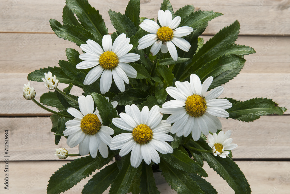 Marguerite Stock Photo | Adobe Stock