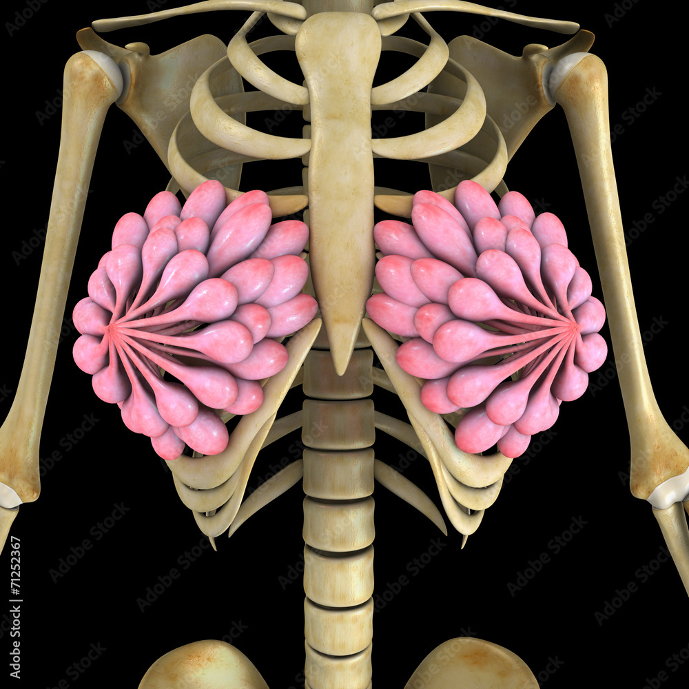 Breast Glands Stock Illustration Adobe Stock