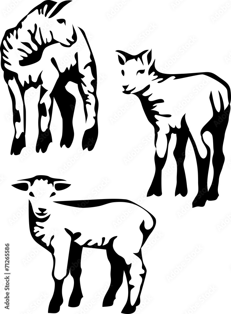 lamb Stock Vector | Adobe Stock